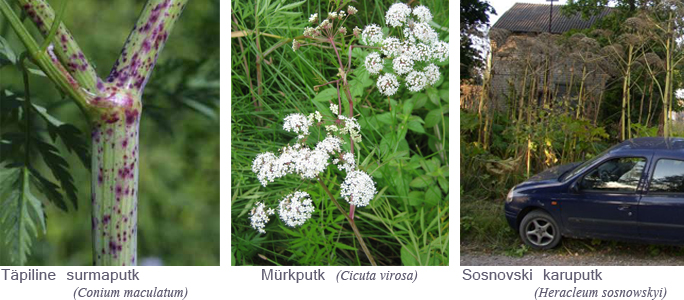 Sarikalised (Apiaceae)